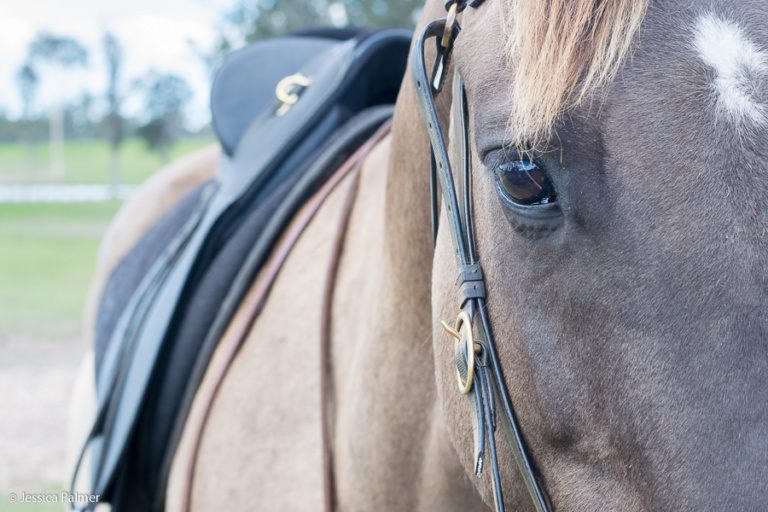 Susan River Homestead - Great for Families - Family Holiday Destinations