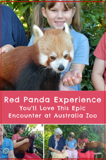 Red Panda Experience - You'll Love This Epic Australia Zoo Encounter
